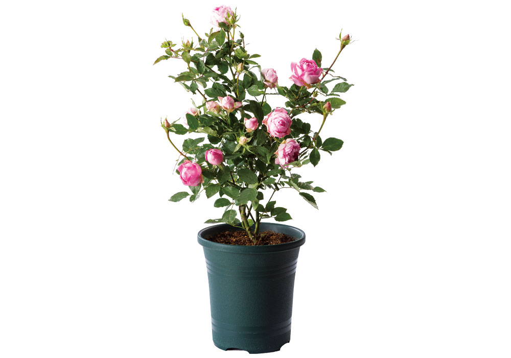 W420×D195×H243mm バケツ